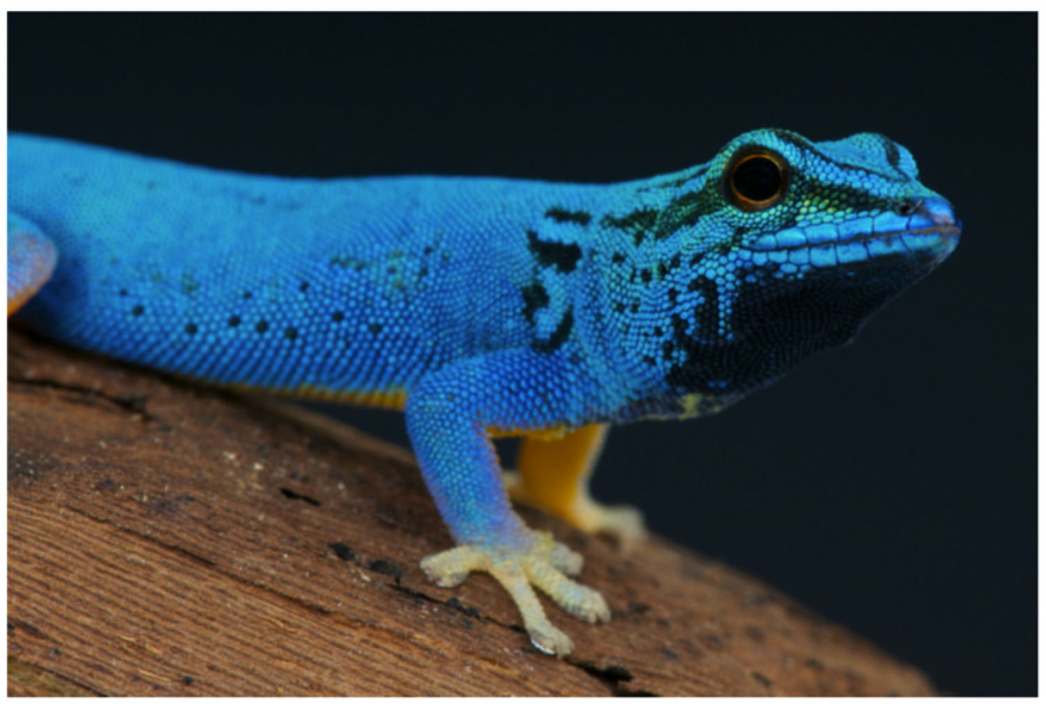 The Gecko and 4D Printing